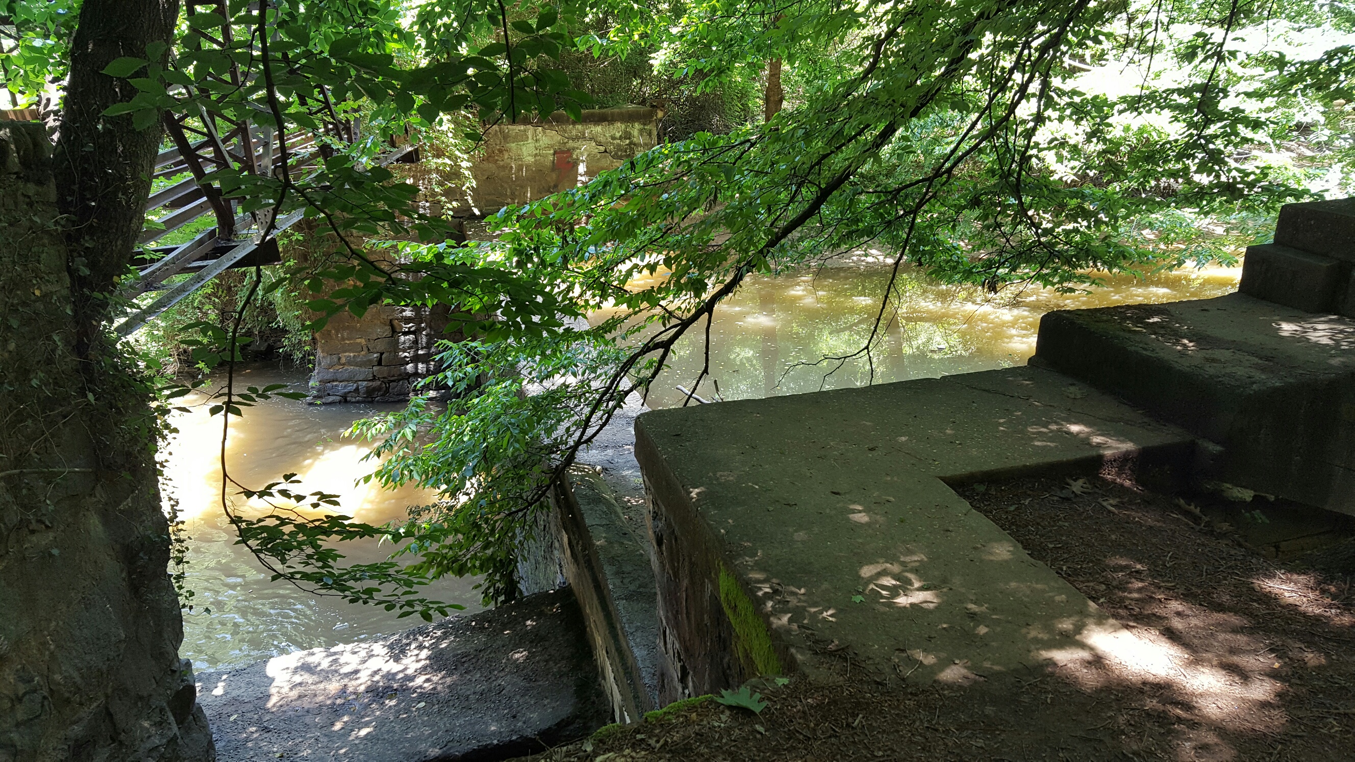 Into the Woods | Emory Historian's Blog